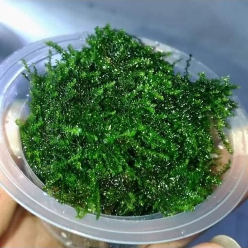 Jual MOSS WEEPING (LUMUT ) TANAMAN AQUASCAPE | Shopee Indonesia