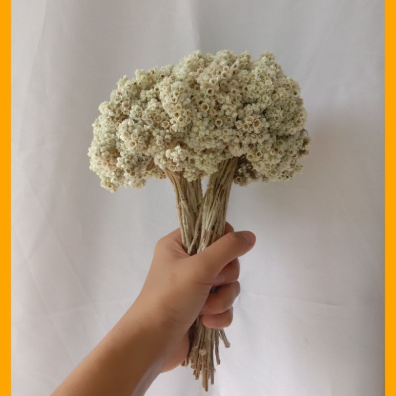 Jual Bunga Edelweis / Bunga Adelweis / Bunga Kering Abadi | Shopee ...