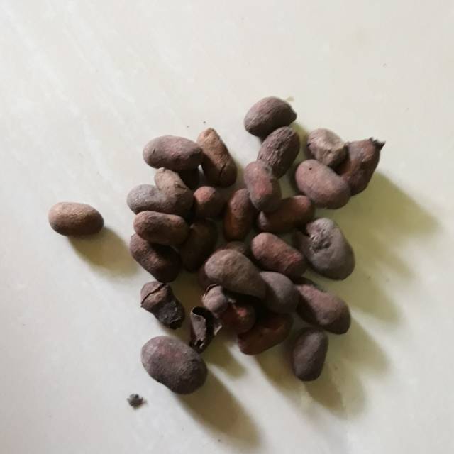 Jual Biji duwet / biji jamblang kering 10gr | Shopee Indonesia