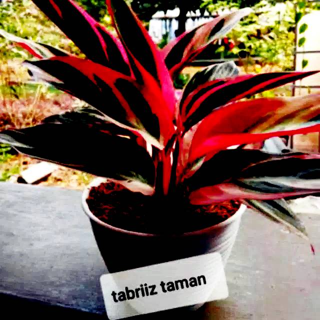 Jual calathea meranti bali - tanaman hias - bibit calathea - meranti ...