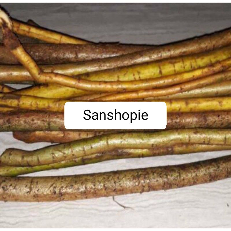 Jual Akar Tuba Fresh Segar Dadakan Per 500 Gram | Shopee Indonesia