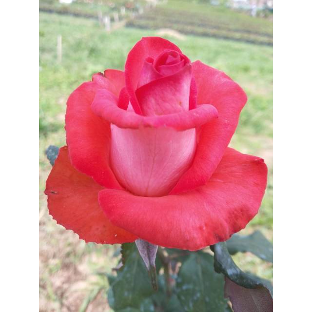 Jual MAWAR LAMPION LABU OREN | Shopee Indonesia