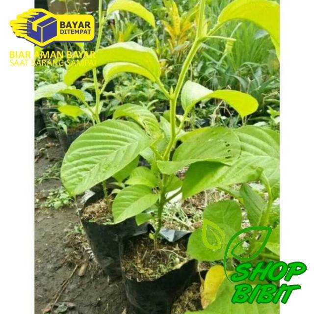 Jual Bibit markisa jumbo - pohon markisa jumbo - erbis | Shopee Indonesia