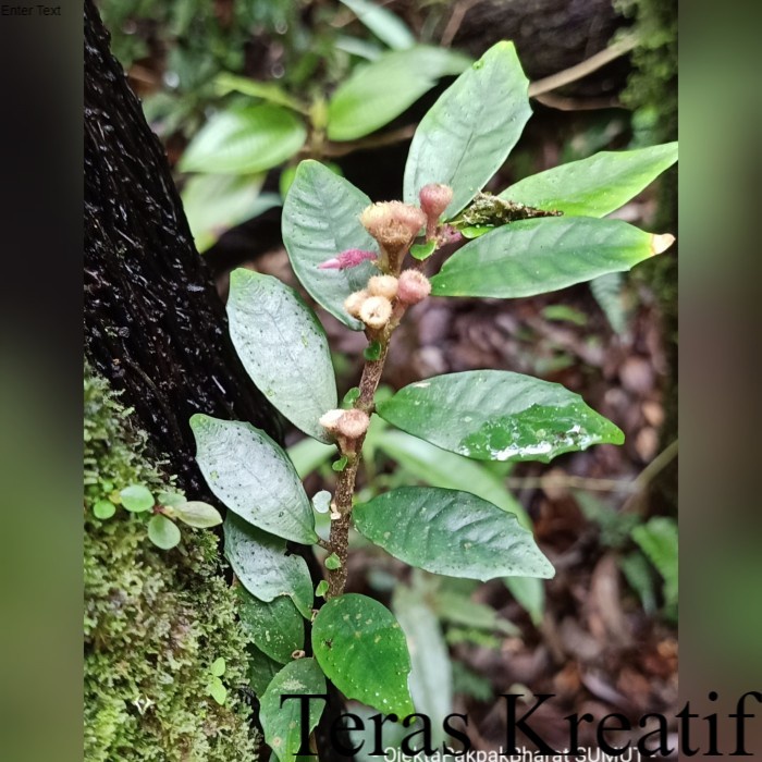 Jual Sindeka Forest Vines#Tanaman hutan merambat indah ; Tanaman ...