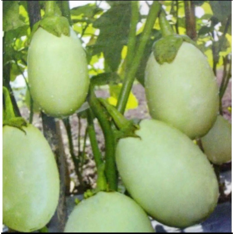 Jual Benih Terong pondoh hijau | Shopee Indonesia
