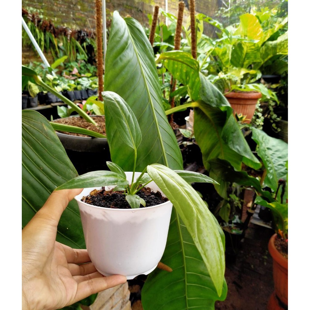 Jual Bibit Anthurium Spectabile | Shopee Indonesia