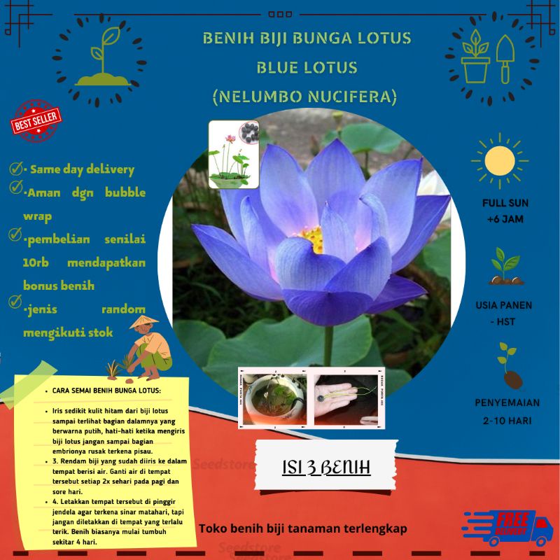 Jual 3 nelumbo nucifera blue lotus seeds biji lotus biru | Shopee Indonesia
