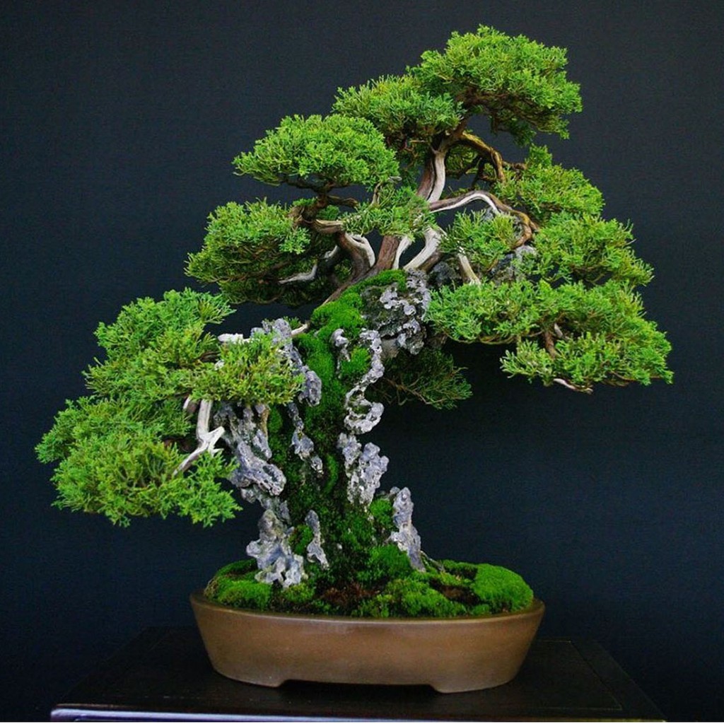 Jual Tanaman hias Cemara pua-pua piramid (juniperus torulosa) | Shopee ...