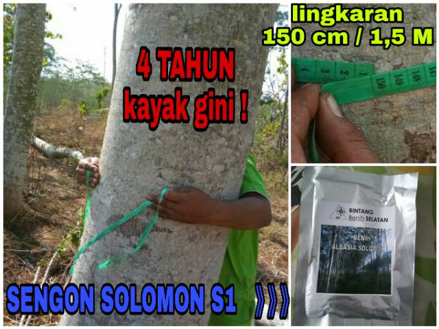 Jual Isi 1000 biji berat 35gr bibit sengon solomon - benih sengon ...