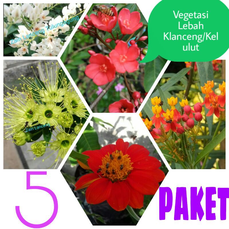 Jual 7 Paket Vegetasi Lebah Klanceng/kelulut/teuweul | Shopee Indonesia
