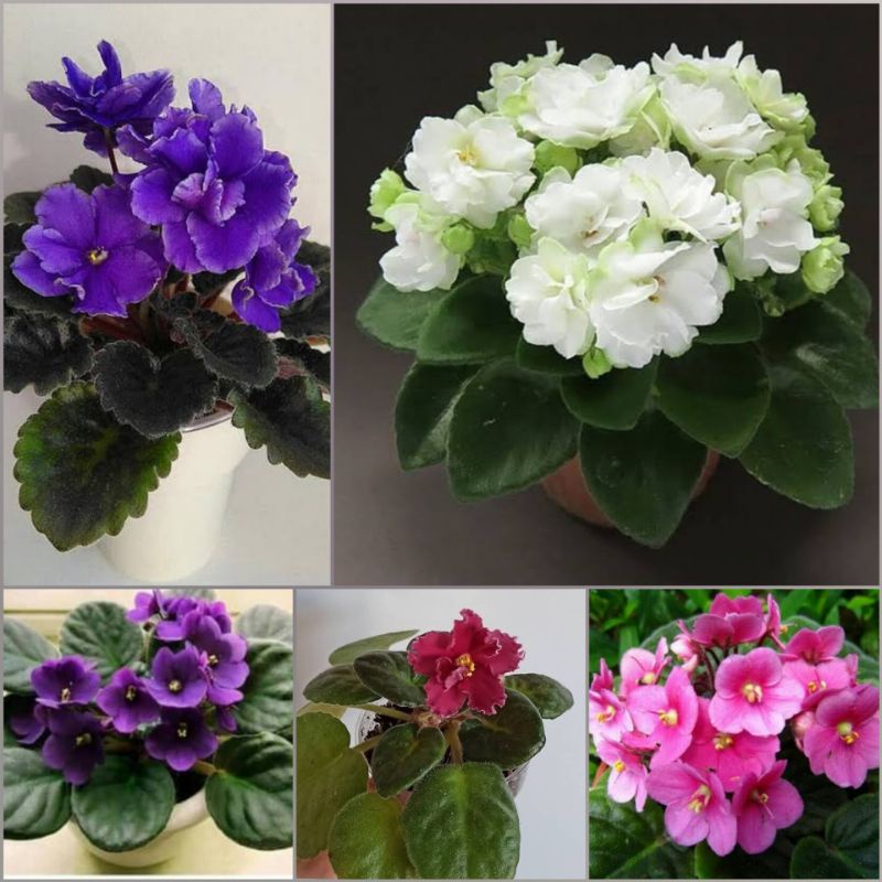 Jual Tanaman Hias Bunga Violces / African Violet | Shopee Indonesia