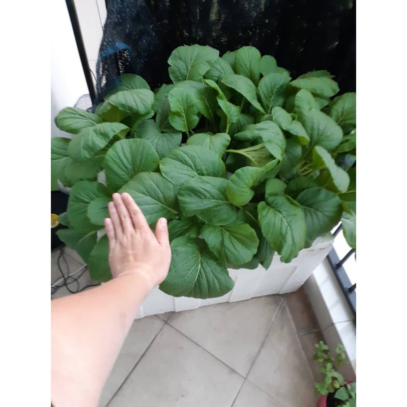 Jual Benih Biji Sayur Caisim Manis/Sawi Isi Ratusan Biji dan ...