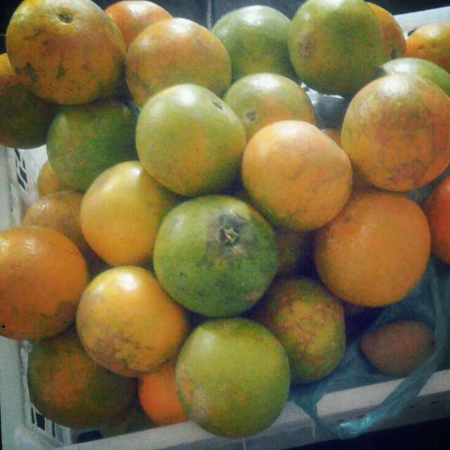 Jual Buah Jeruk Peras Baby Java / Jeruk Iris / Jeruk Manis | Shopee ...
