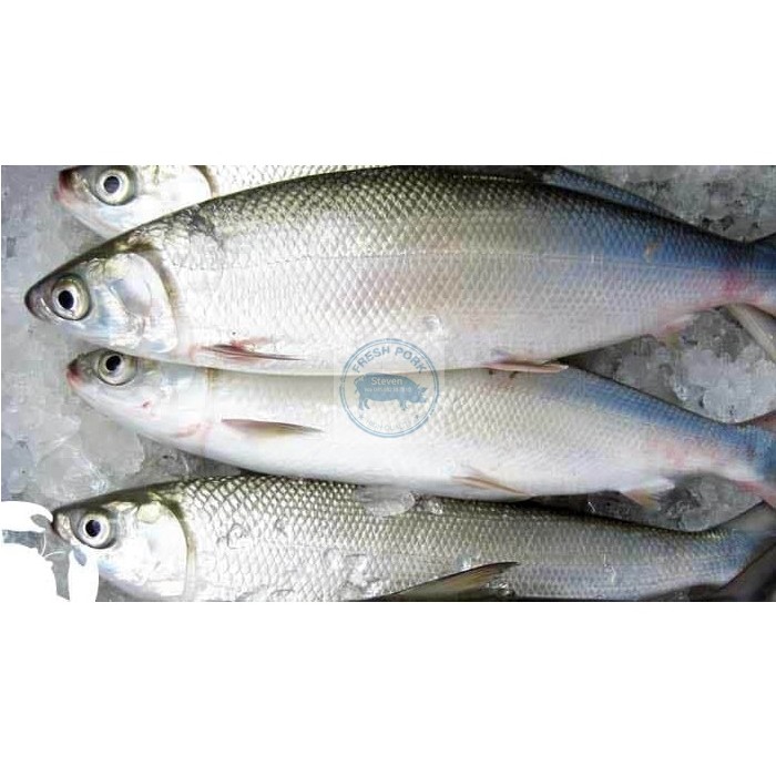 Jual \Ikan Bandeng Segar ( Fresh Milk Fish ) | Shopee Indonesia