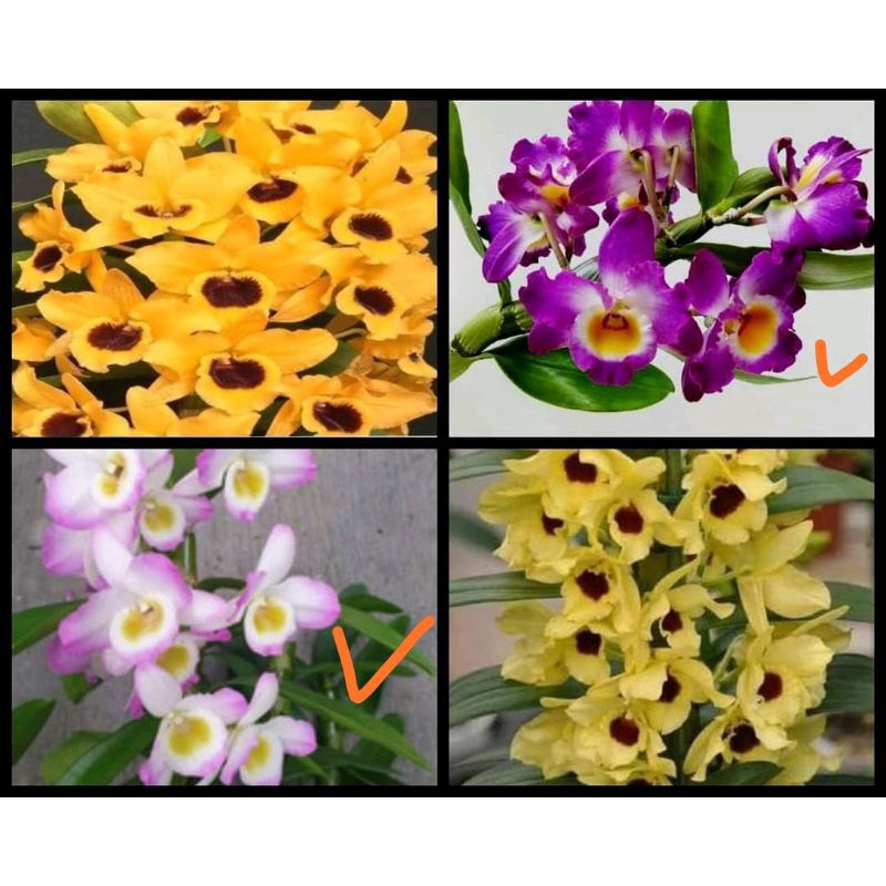 Jual dendrobium koleksi (Live) | Shopee Indonesia