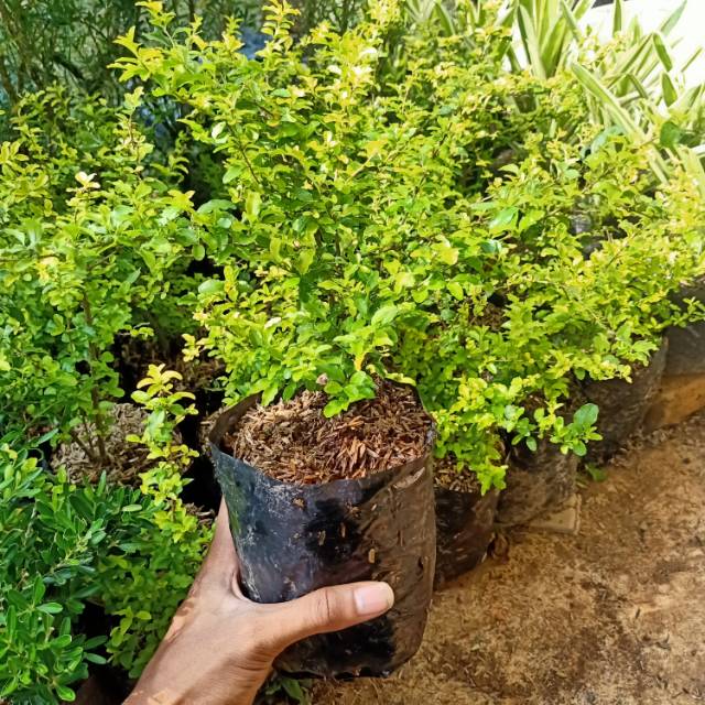 Jual Bahan bonsai legistrum yellow legistrum kuning | Shopee Indonesia