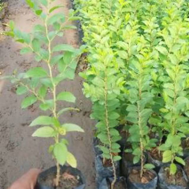 Jual BIBIT BIDARA ARAB SUPER (beli 10 gratis 1) | Shopee Indonesia