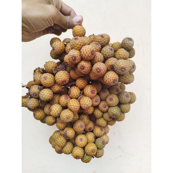 Jual paket hemat buah rotan / biji hoe segar 500 gram | Shopee Indonesia