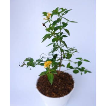 Jual Tanaman Bunga Lantana Kuning (lantana camara L) Rimbun Berbunga ...