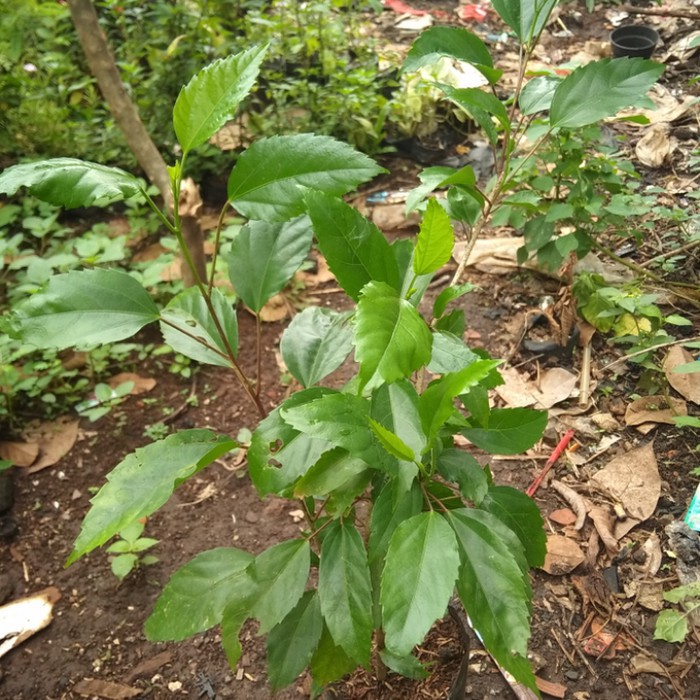 Jual bibit tanaman bunga kembang sepatu Produk Baru Good Quality ...