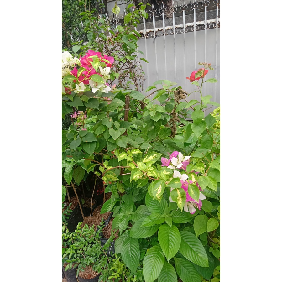 Jual TANAMAN BUNGA BUGENVIL BESAR | Shopee Indonesia