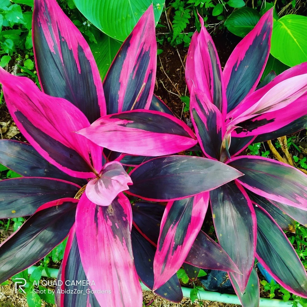 Jual tanaman hias hanjuang merah-tanaman andong merah-hanjuang banci ...