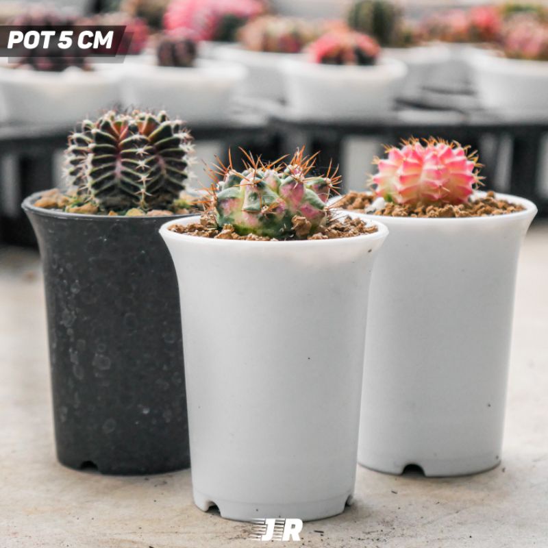 Jual Pot 5cm Bulat Tinggi kaktus dan Sukulen - Bahan Tebal | Shopee ...