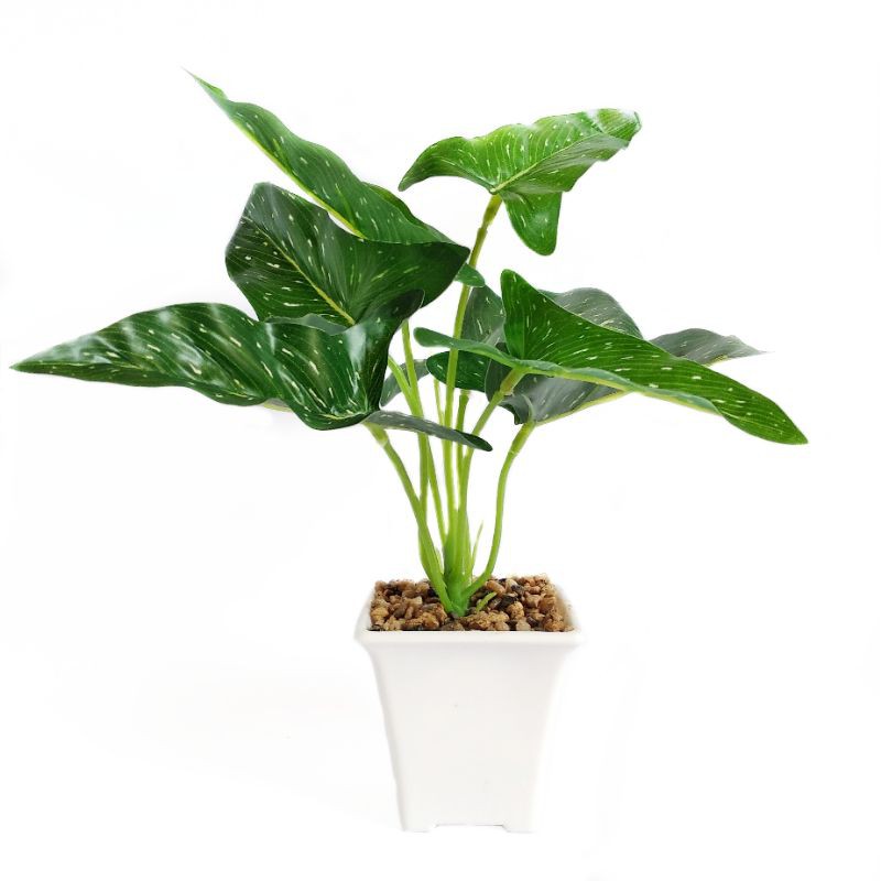 Jual Keladi Beras Tumpah Aglaonema Bintik Putih Tanaman Hias Dekorasi ...