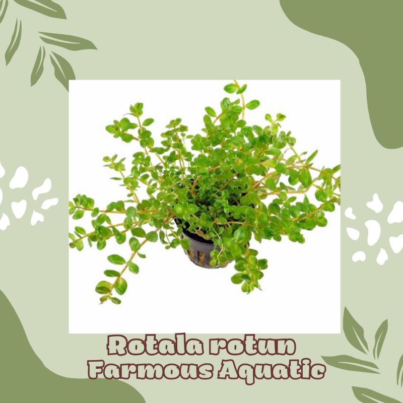 Jual Rotala rotun ( tanaman aquascape stemplant ) | Shopee Indonesia