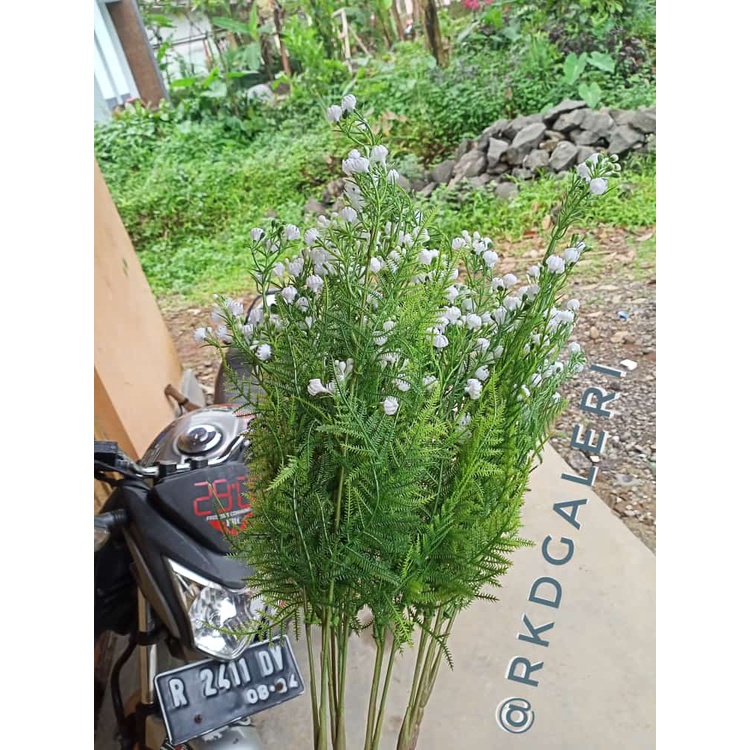 Jual bunga baby breath daun | Shopee Indonesia