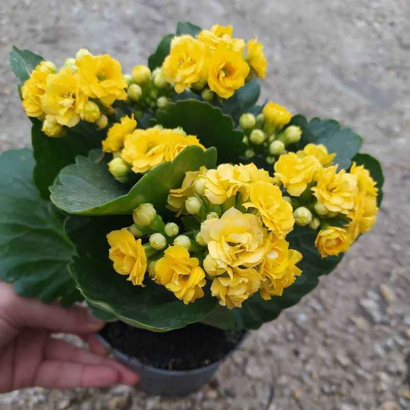 Jual TANAMAN HIAS COCOR BEBEK / KALANCHOE PINNATA BESAR BUNGA KUNING ...