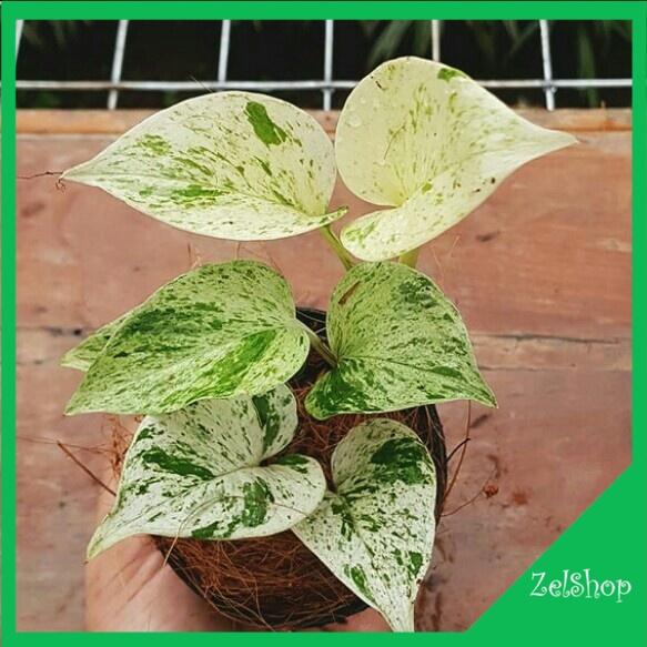 Jual Tanaman Hias Epipremnum Marble Queen Variegata / Epip Marble ...