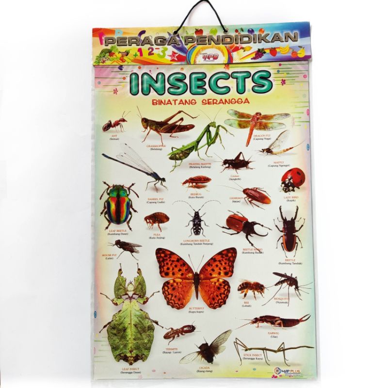 Jual Poster Anak,Poster Insects Binatang serangga besst seller, Mapplus ...