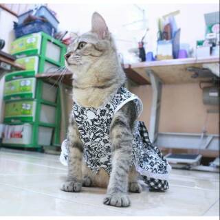 Produk Baju Kucing Cimut | Shopee Indonesia