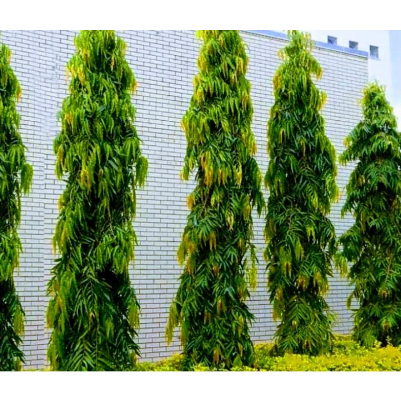 Jual Bibit pohon glodokan tiang tinggi 1 meter | Shopee Indonesia