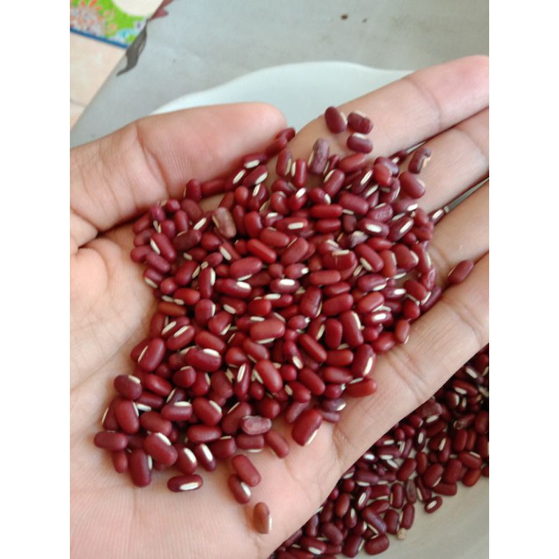Jual TERBAIK BIJI KACANG MERAH kacang sayur kuning / KACANG TOLO 100 ...
