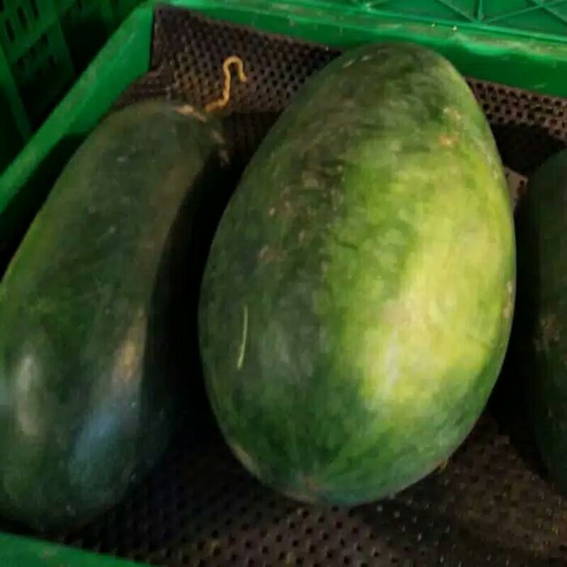 Jual SEMANGKA INUL SEGAR, SEMANGKA BABY BUAH SEMANGKA LONJONG BUAHSEGAR ...