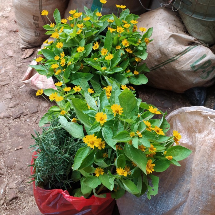 Jual tanaman hias bunga matahari mini daisy - bunga kolget - matahari ...