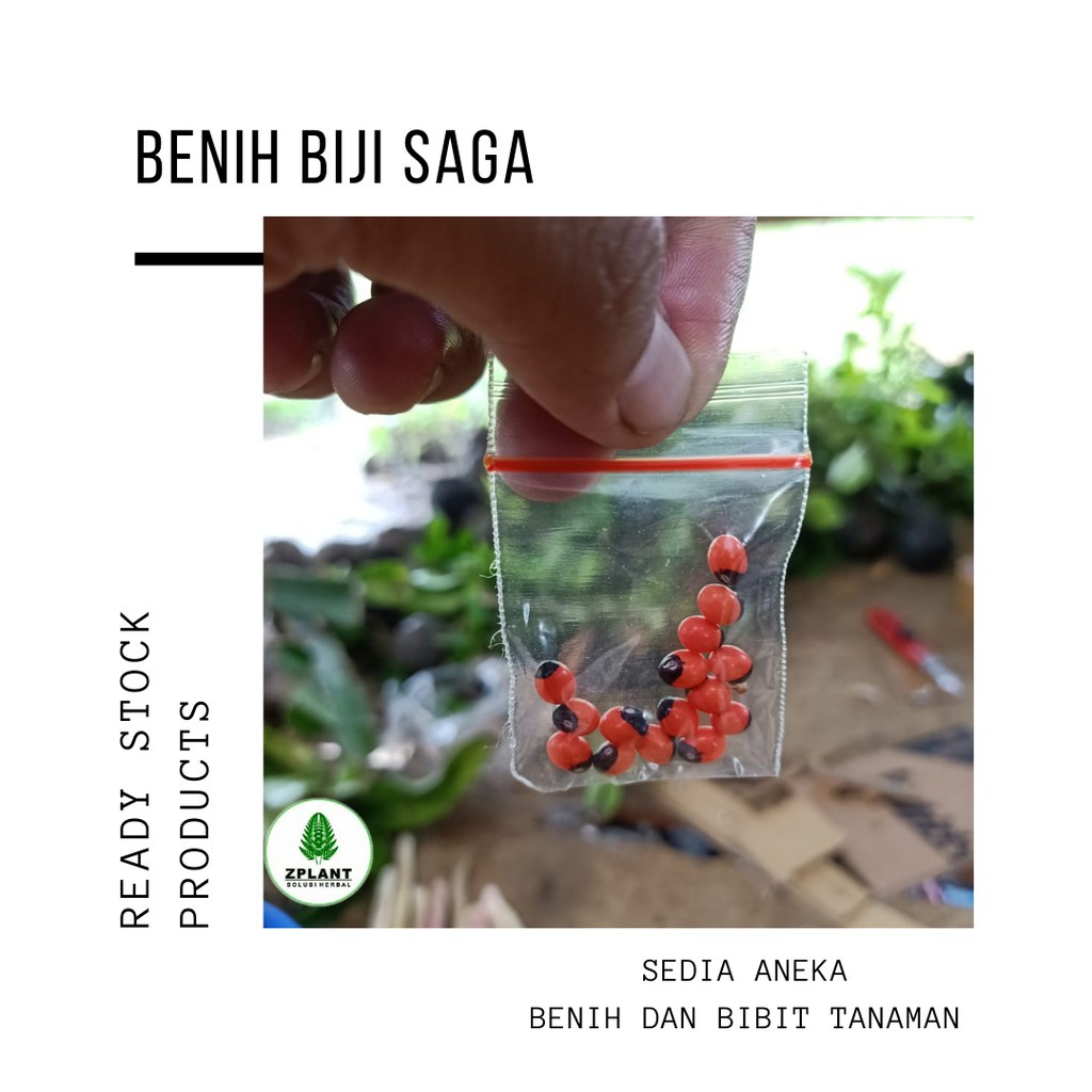 Jual Benih bibit Pohon Saga | 30 biji | benih herbal | Shopee Indonesia