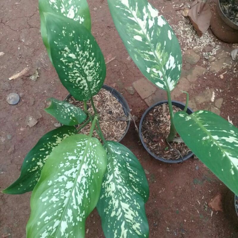 Jual Tanaman hias blanceng beras tumpah-pohon blanceng beras tumpah ...