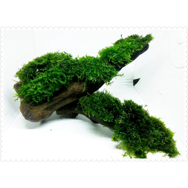 Jual Moss ricardia aquascape clumb full air sangat segar /mika | Shopee ...