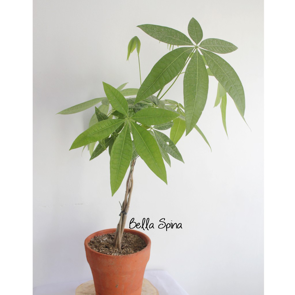 Jual Tanaman Pachira Aquatica alias Money Tree Tanaman Fengshui ...