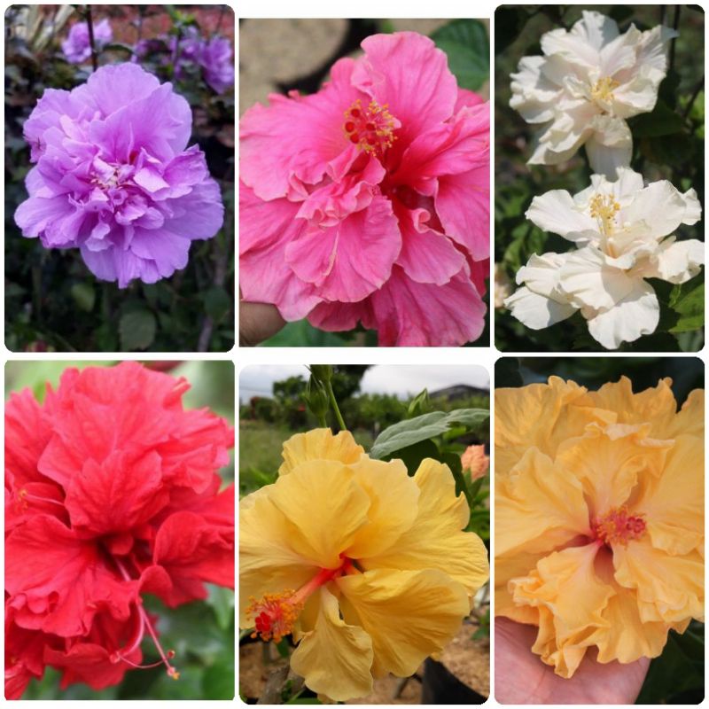 Jual bibit bunga sepatu TUMPUK (Hibiscus rosa-sinensis L.) banyak warna ...