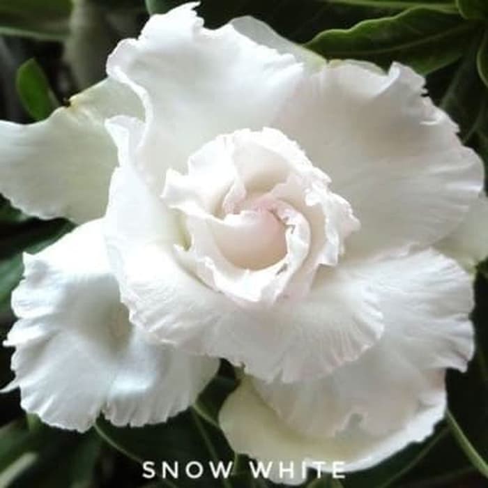Jual Adenium Obesium - Snow White | Shopee Indonesia