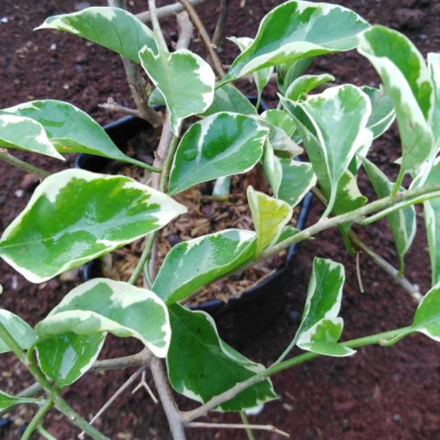 Jual bugenvil bougainvillea pink varigata | Shopee Indonesia
