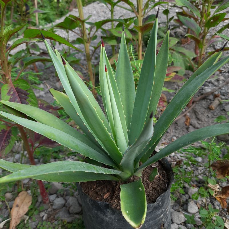 Jual tanaman agave hijau /tanaman serat kaya manfaat. | Shopee Indonesia