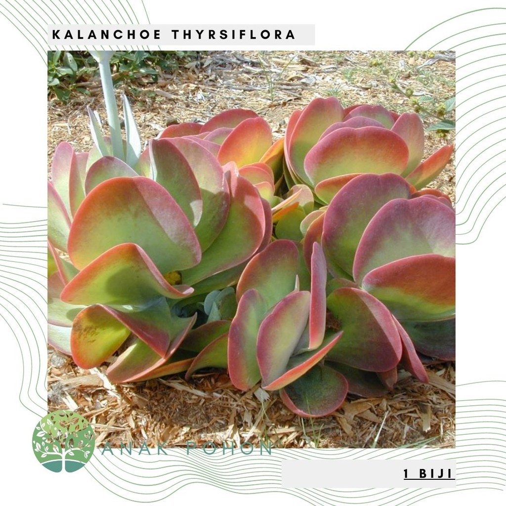 Jual Benih Bibit Biji - Kalanchoe thyrsiflora (Desert cabbage) Sukulen ...