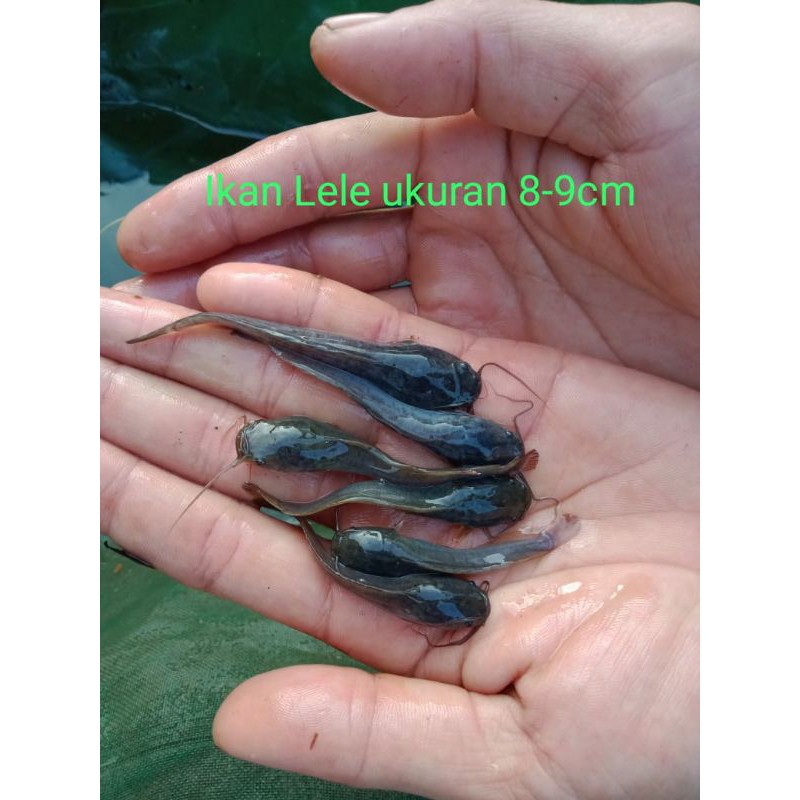 Jual Lele ukuran 8-9cm | Shopee Indonesia