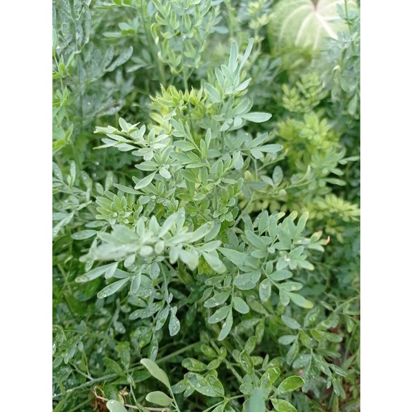 Jual Daun Ingu | Tanaman Ingu | Tanaman Herbal | Shopee Indonesia