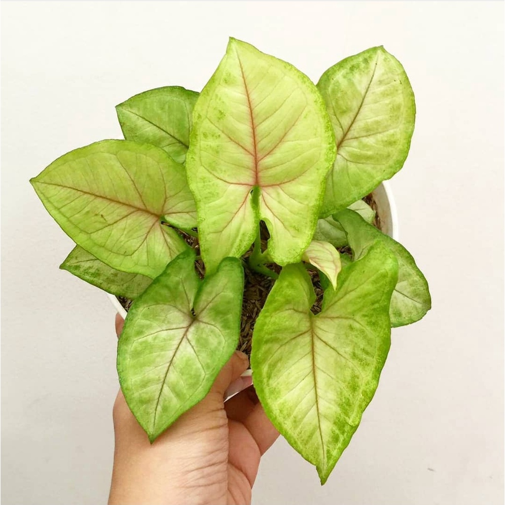 Jual Syngonium Berry Allusion Singonium Tanaman Syngonium Anakan ...